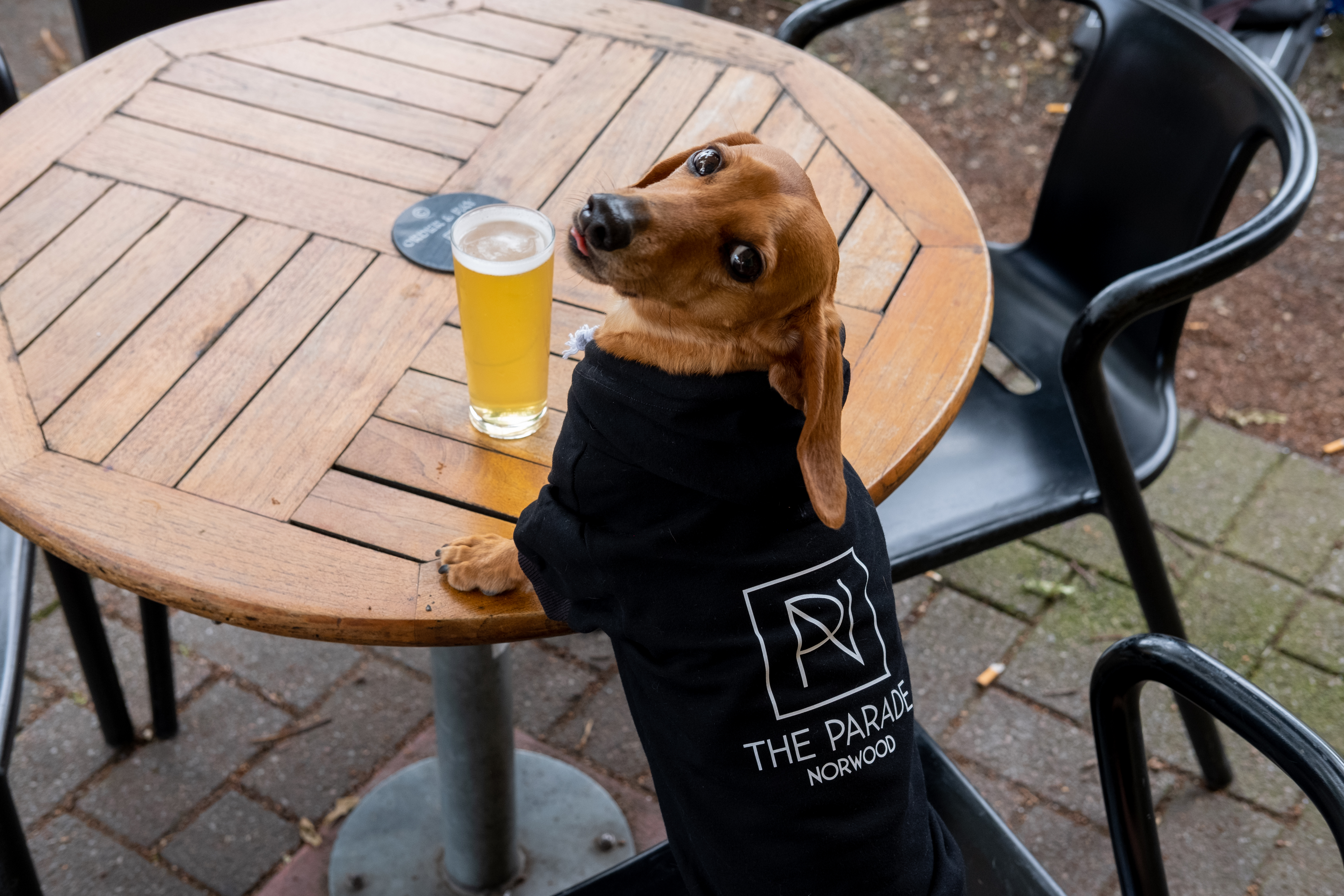 Enjoy a paw-fect day on The Parade with Instagram sensation Mr. Chuck ...