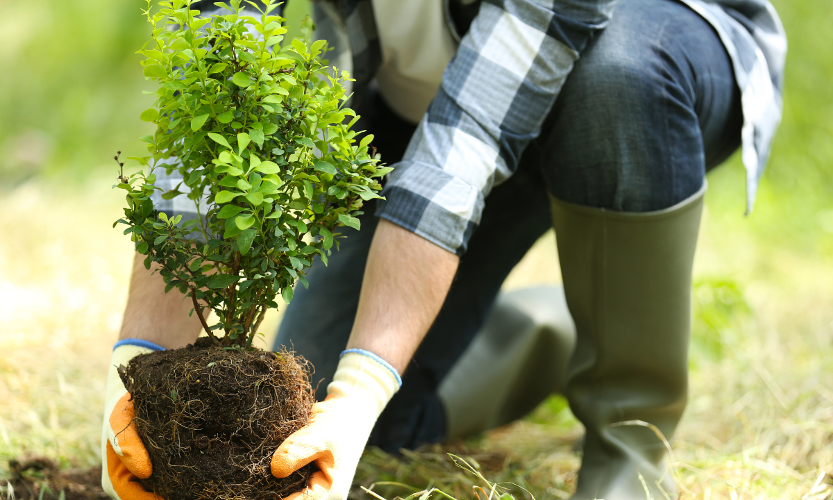 Tree Incentive Program: Residents snap up vouchers to help plant a tree ...
