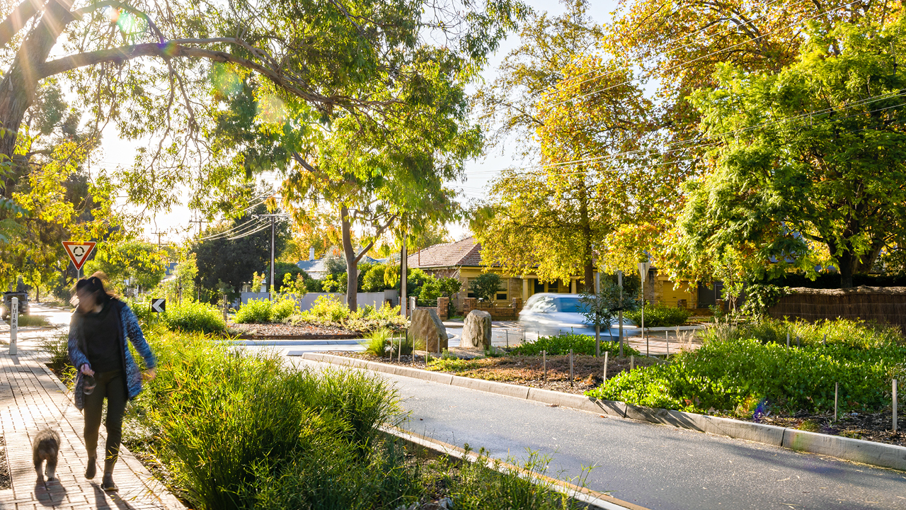 Stop before you lop! Know your trees and tree removal rules | Look East